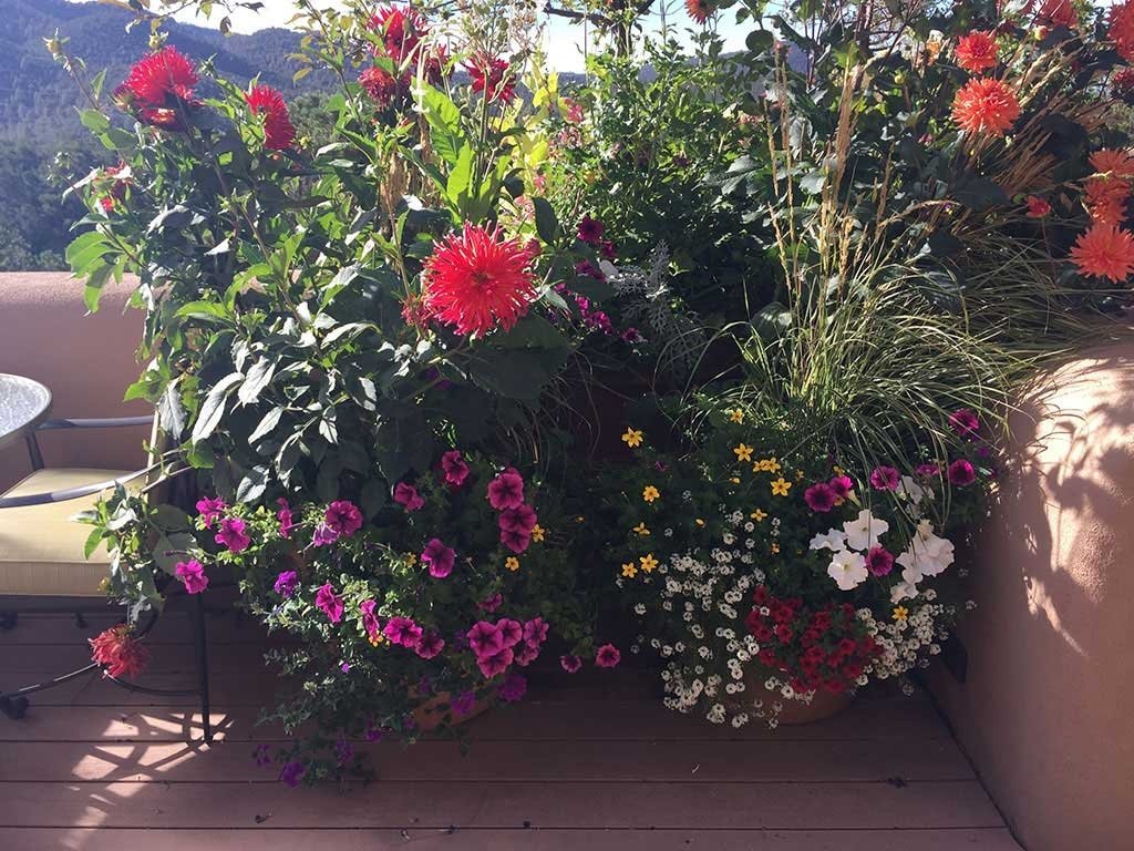 Container Gardens Portfolio - McCumber Fine Gardens