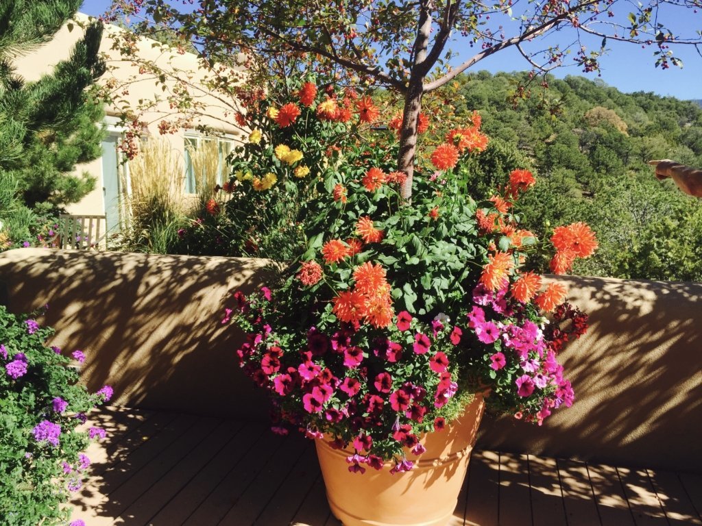 Container Gardens Portfolio - McCumber Fine Gardens