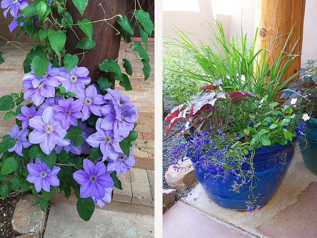 Container Gardens Portfolio - McCumber Fine Gardens