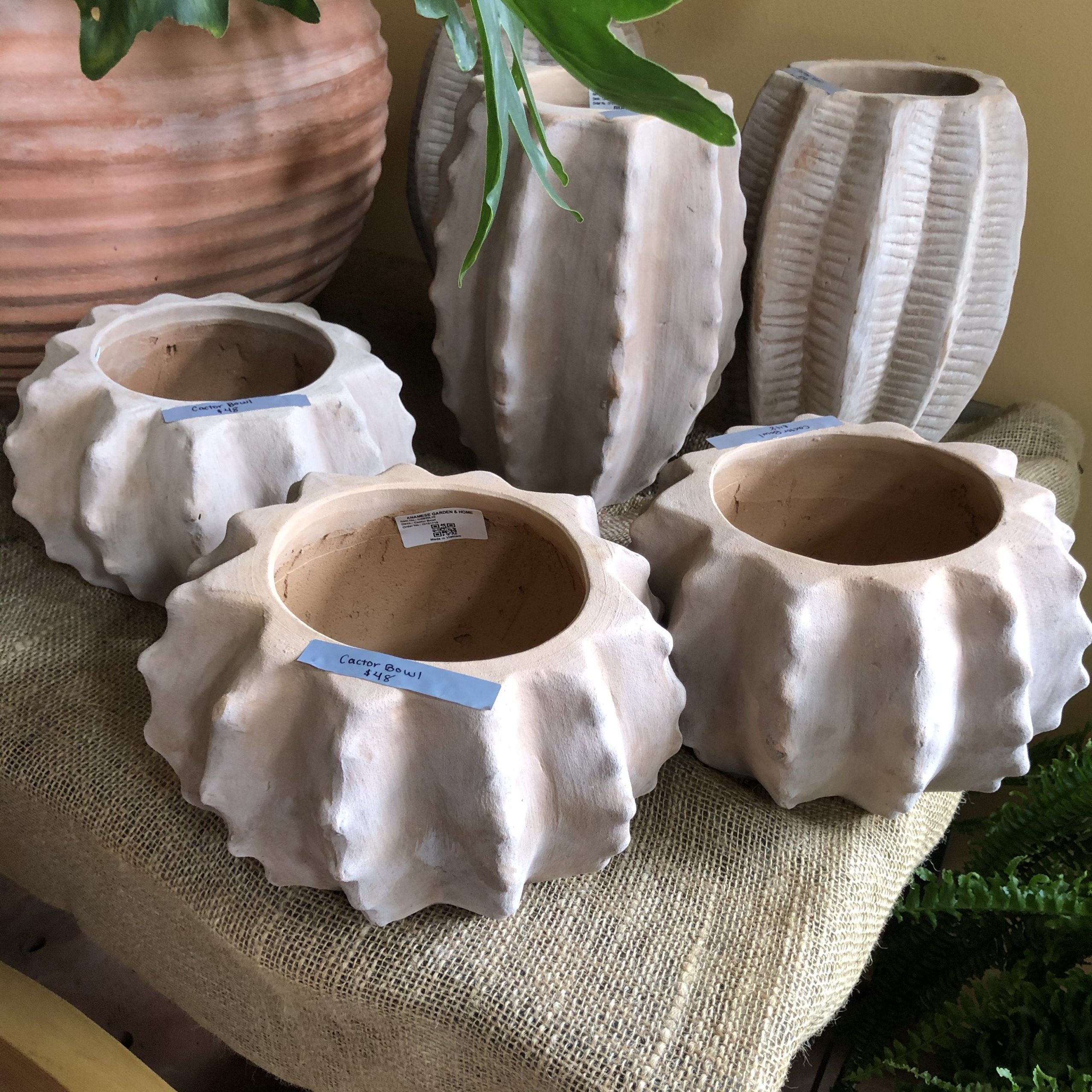 Cactor Bowl - McCumber Fine Gardens