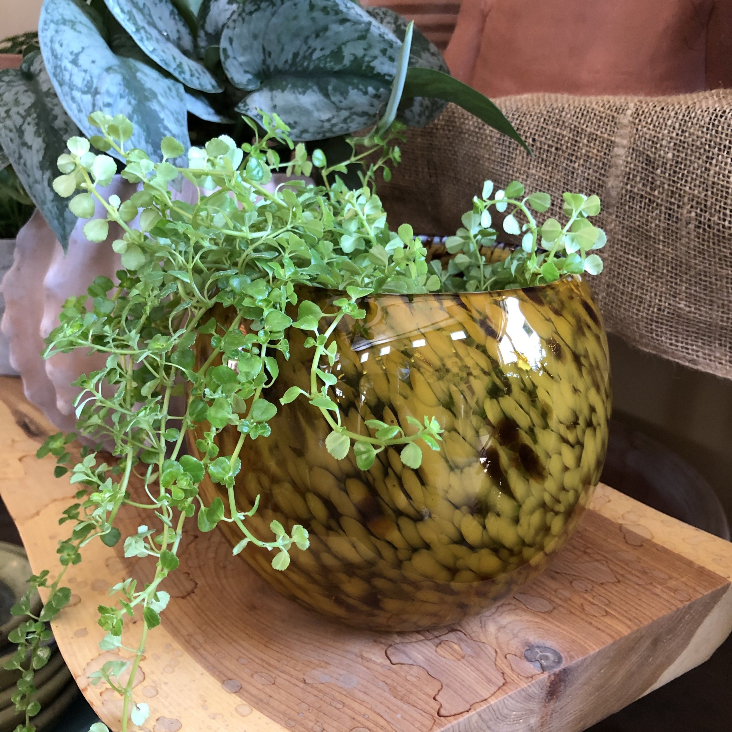 Orange Glass Orb Planter - McCumber Fine Gardens
