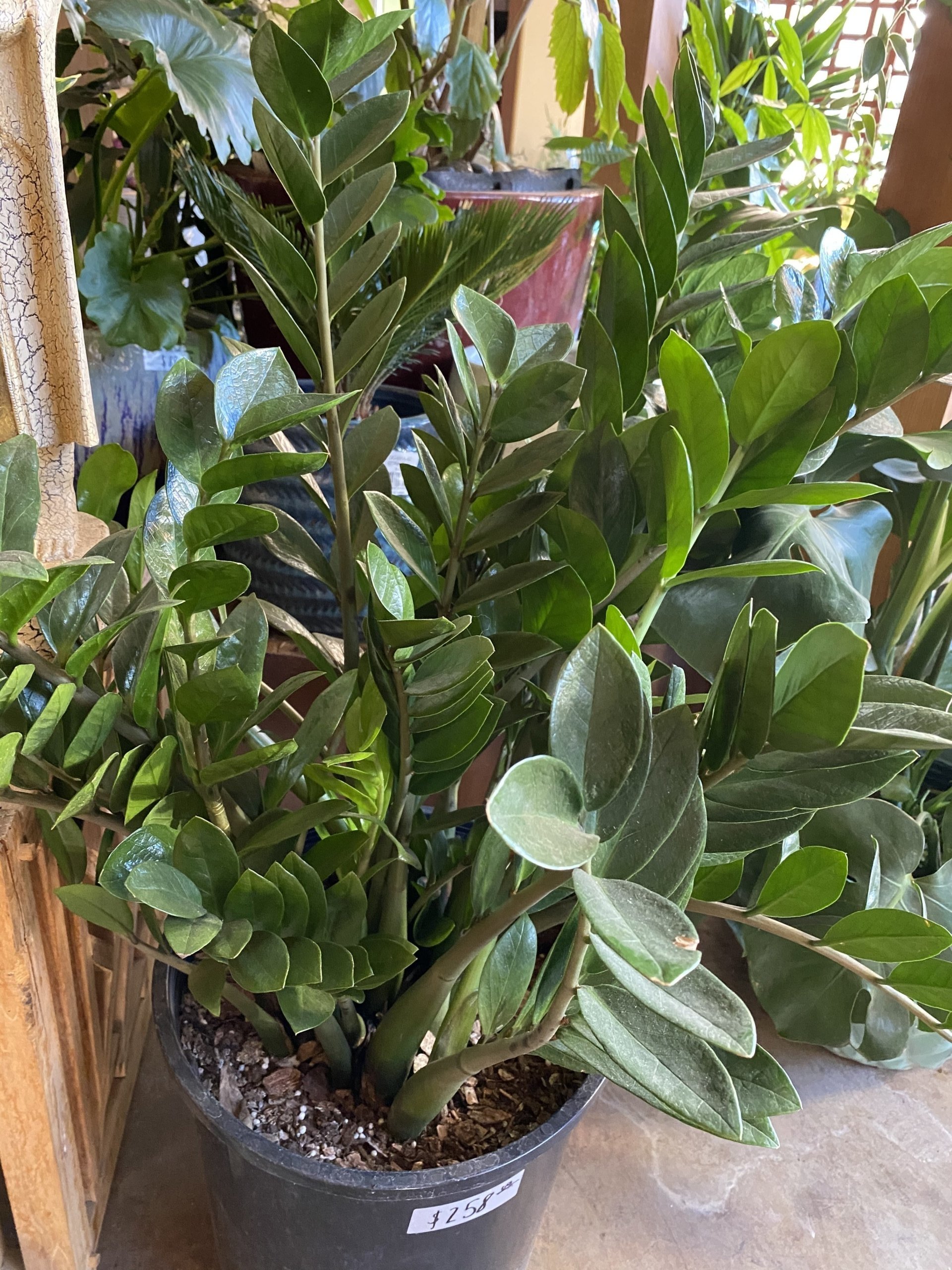 Large ZZ Plant McCumber Fine Gardens Large ZZ Plant McCumber Fine Gardens