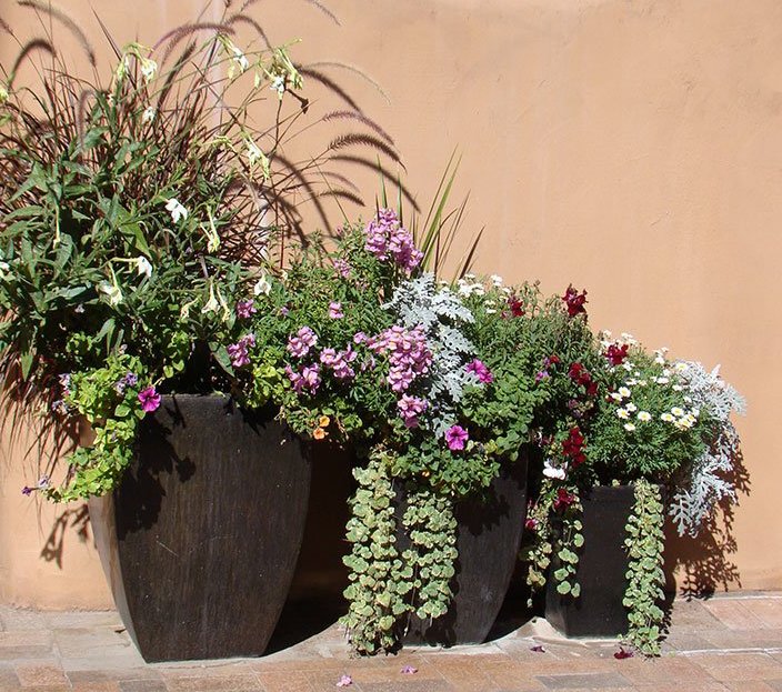 Container Gardens in Santa Fe - McCumber Fine Gardens
