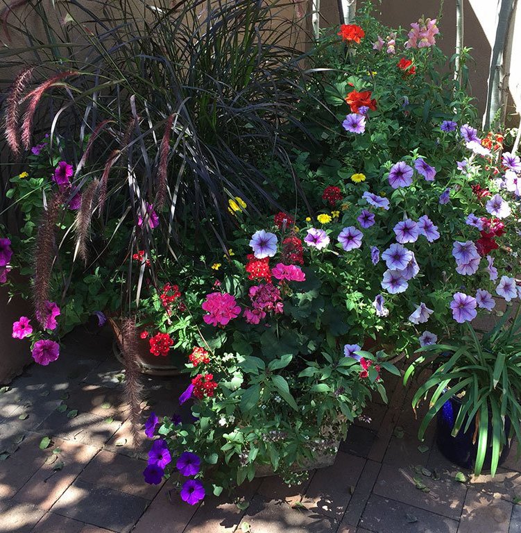 Container Gardens in Santa Fe - McCumber Fine Gardens