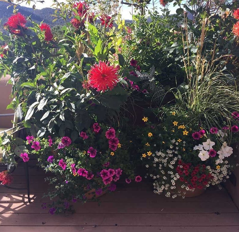 Container Gardens in Santa Fe - McCumber Fine Gardens