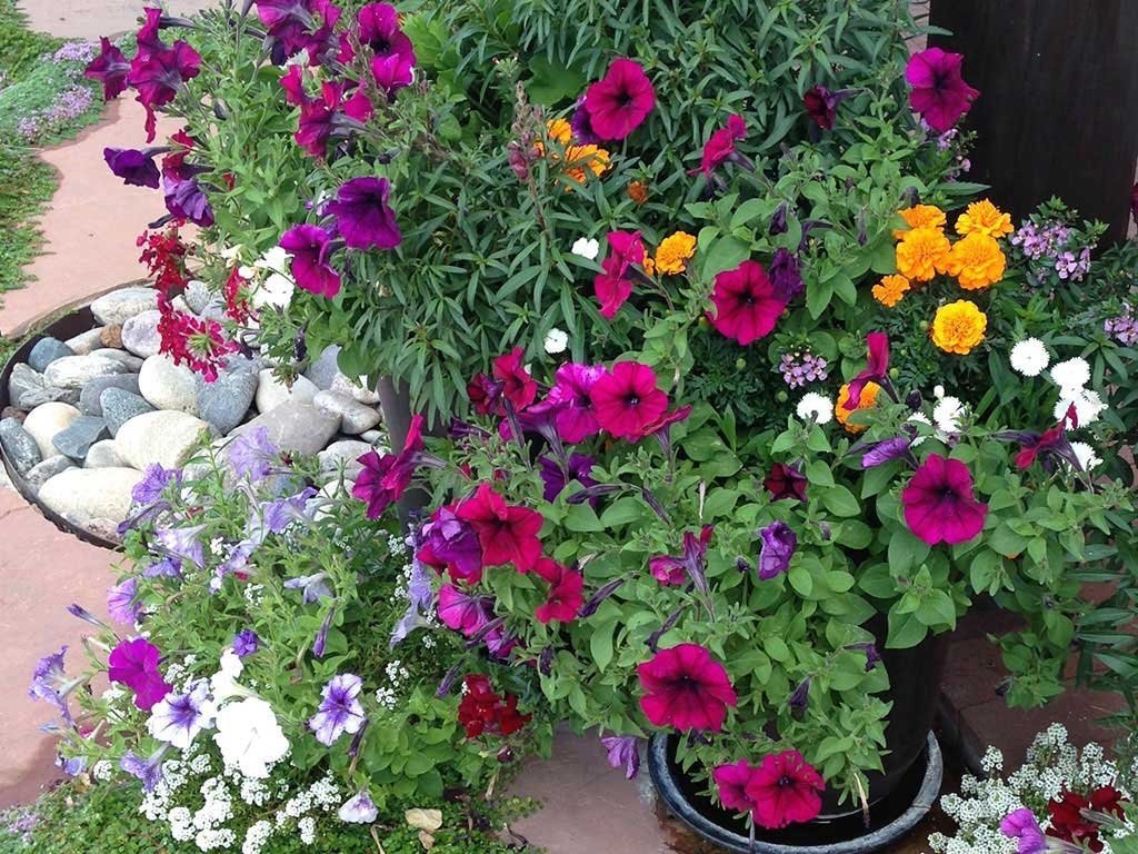 Container Gardens in Santa Fe - McCumber Fine Gardens