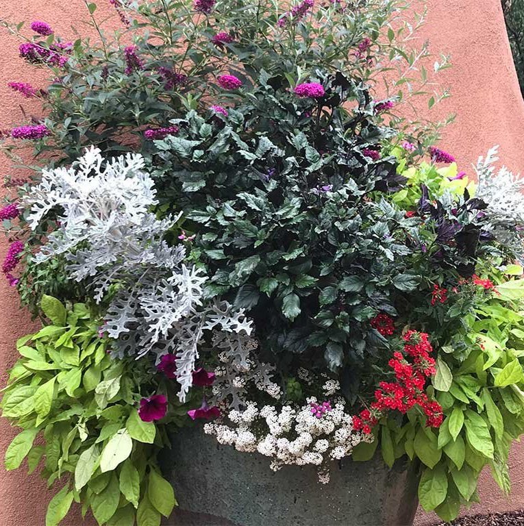 Container Gardens in Santa Fe - McCumber Fine Gardens