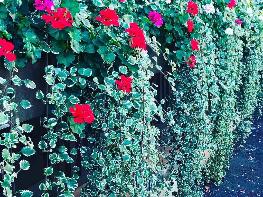 Container Gardens in Santa Fe - McCumber Fine Gardens