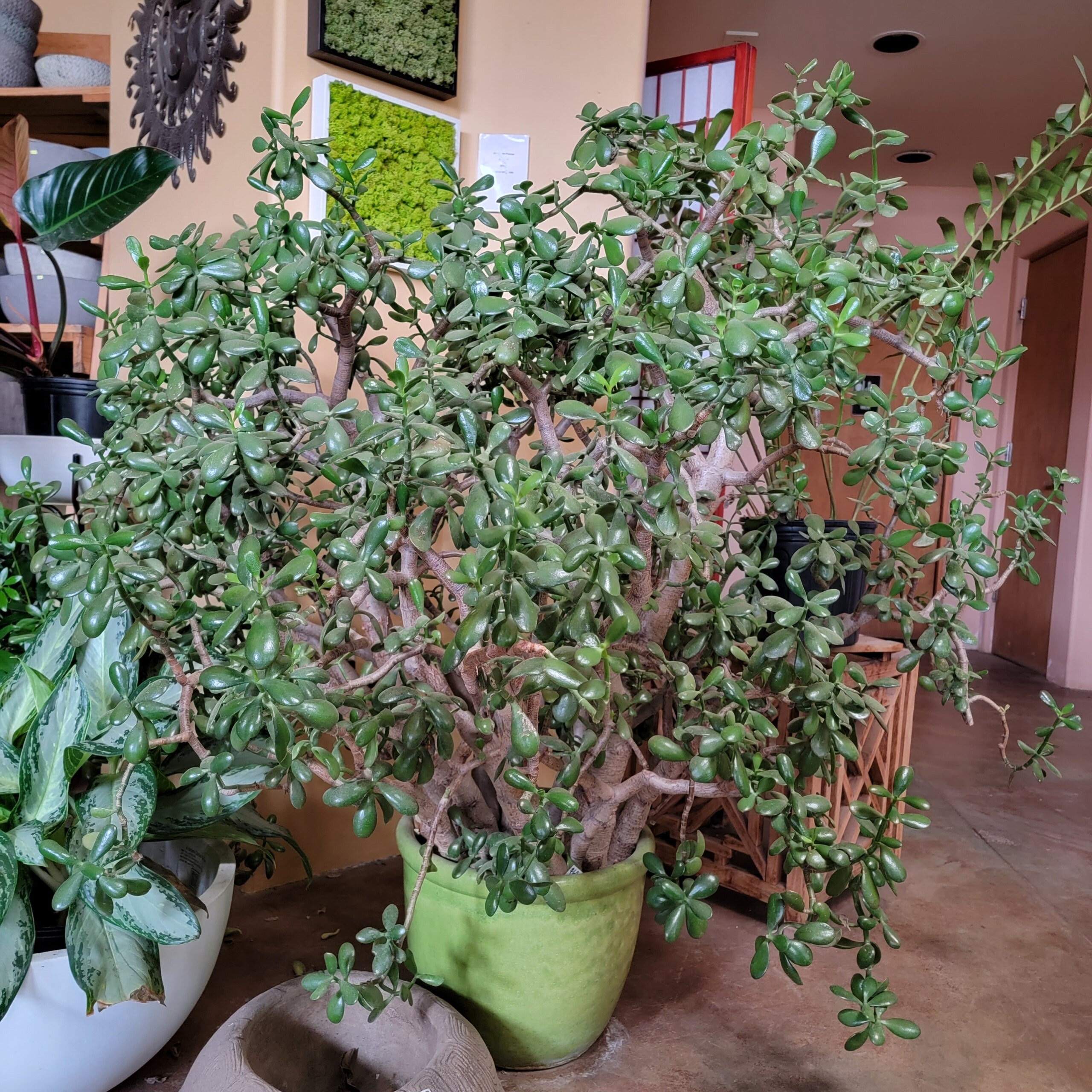 Giant Jade Bush - McCumber Fine Gardens