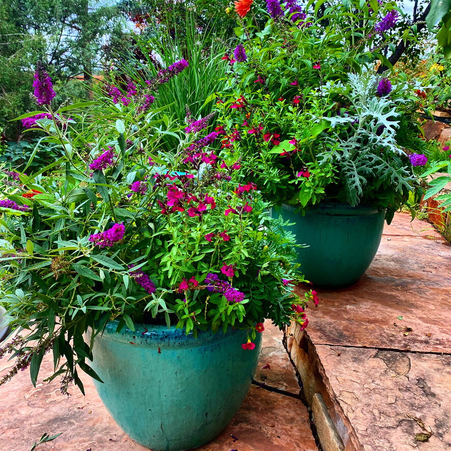 Container Gardens in Santa Fe - McCumber Fine Gardens