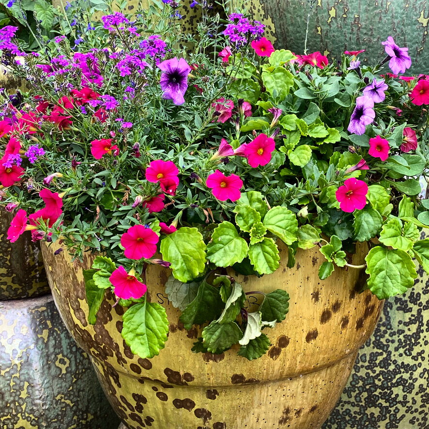 Container Gardens in Santa Fe - McCumber Fine Gardens