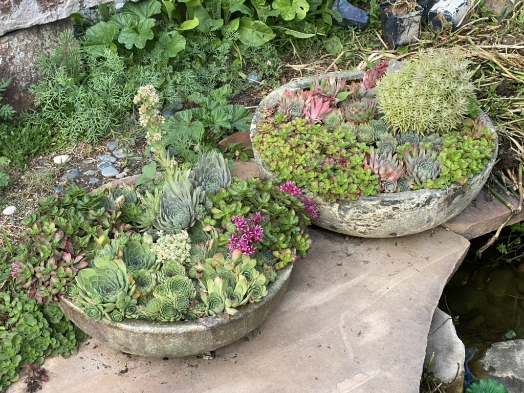 Container Gardens in Santa Fe - McCumber Fine Gardens