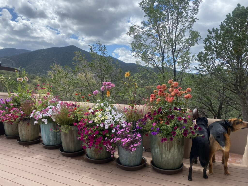 Container Gardens in Santa Fe - McCumber Fine Gardens